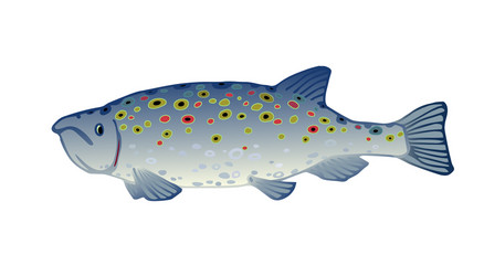 Spotted Sea Trout Vector Images (59)