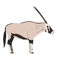 Gemsbok Vector Images (78)