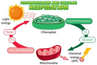 Photosynthesis and cellular respiration diagram Vector Image