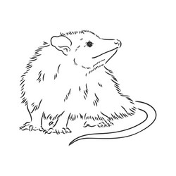 Possum pretending dead sketch Royalty Free Vector Image