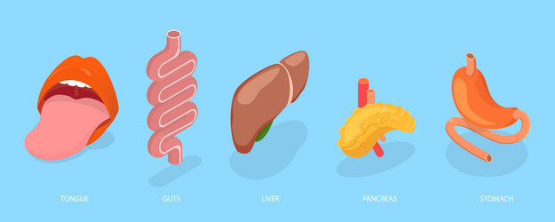 3d isometric flat conceptual Royalty Free Vector Image