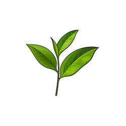 Sketch cartoon tea leaves branch isolated Vector Image