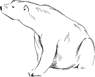 Sitting Bear Drawing