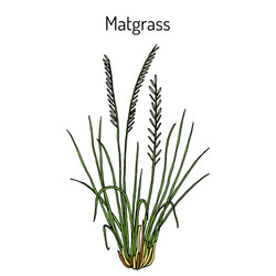 Matgrass nardus stricta medicinal plant Royalty Free Vector