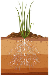 Radish plant with root system Royalty Free Vector Image