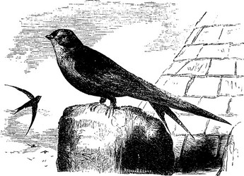 Taylor Swift Vector Images (3)