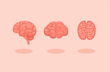Brain Front View Vector Images (over 290)
