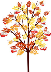 Rowan Vector Images (over 13,000)