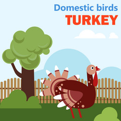 Turkey Flashcard Vector Images (38)