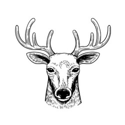 Deer Front View Vector Images (over 210)