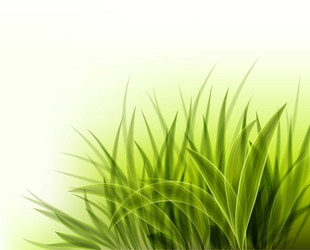 Green grass Royalty Free Vector Image - VectorStock