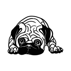 Pug dog - lying dog stock isolated Royalty Free Vector Image