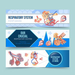 Respiratory banner design with human anatomy Vector Image