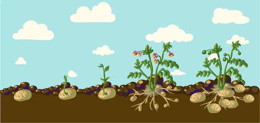 Potatoes Plant Vector Images (over 8,000)