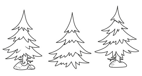 Spruce tree color variation for coloring page Vector Image