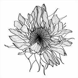Sunflower Vector Images (over 37,000)