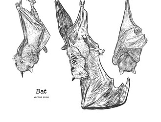 Bat drawing engraving ink line art Royalty Free Vector Image