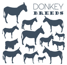 Donkey breeds infographic template animal farming Vector Image