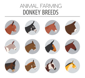 Donkey breeds infographic template animal farming Vector Image