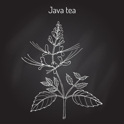 Diuretics Vector Images (over 100)