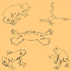 Frogs sketch by hand pencil drawing Royalty Free Vector