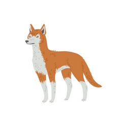 Dingo Vector Images (over 410)