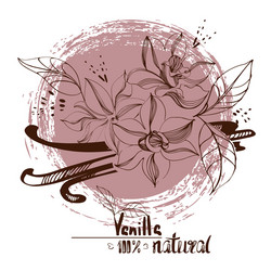 Vanilla flower design element for packaging Vector Image