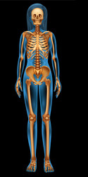 Human skeletal system Royalty Free Vector Image