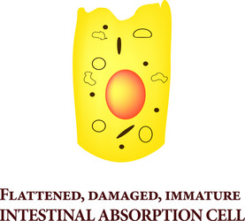 Enterocytes Vector Images (40)