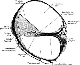 Cochlea Vector Images (over 1,100)
