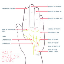 Palm reading chart palmistry map of the palms Vector Image