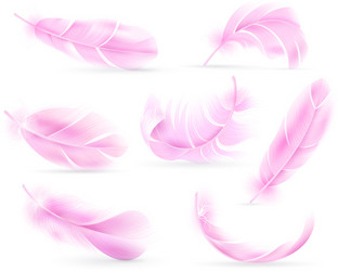 Collection three natural bird feathers Royalty Free Vector
