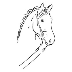 Realistic horse portrait Royalty Free Vector Image