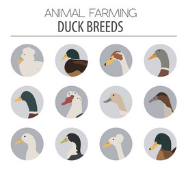 Duck Muscovy Breed Vector Images (12)