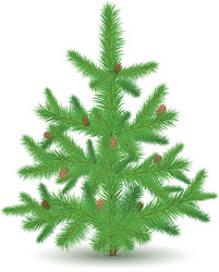 Fur tree Royalty Free Vector Image - VectorStock