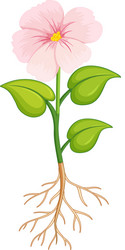 Pink Lily Flower with Roots Royalty Free Vector Image
