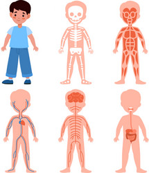 Child Anatomy - Human Body Parts Royalty Free Vector Image