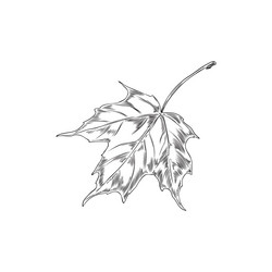 White Maple Leaf Vector Images (over 66,000)