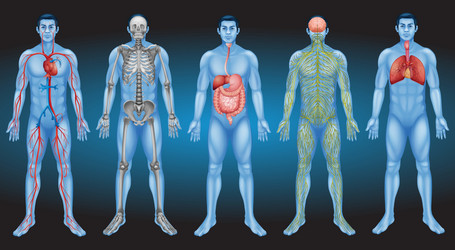 Human anatomy internal organs layout Royalty Free Vector