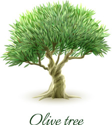 Olive Tree Vector Images (over 180,000)