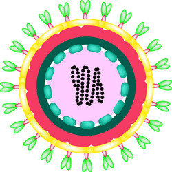 Structure of rotavirus infographics Royalty Free Vector