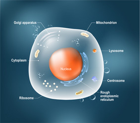 Cell anatomy set Royalty Free Vector Image - VectorStock