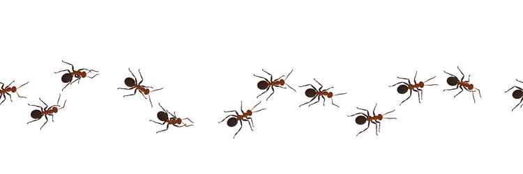 Marching Ants Clipart Black And White