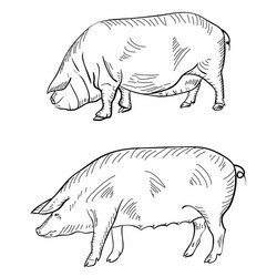 Pig Pen Vector Images (over 260)