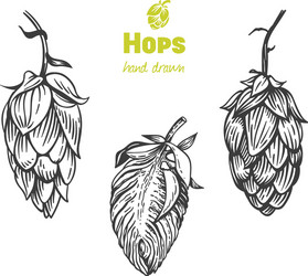 Hops Vector Images (over 44,000)