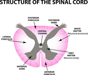 Spinal cord anatomy infographics Royalty Free Vector Image