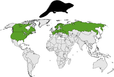 Distribution of canadian beaver Royalty Free Vector Image