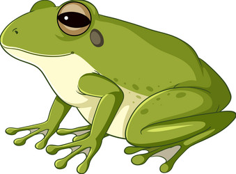 Green tree frog life cycle Royalty Free Vector Image