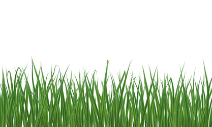 Realistic reeds and rushes isolated on white Vector Image