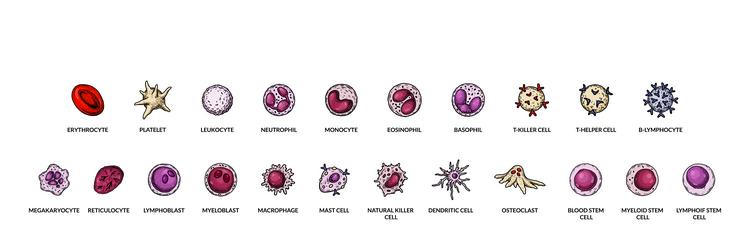 Hematopoiesis diagram human blood cells types Vector Image